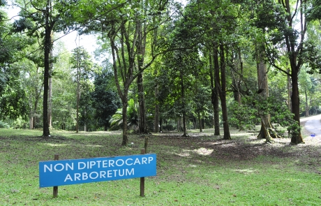 Arboreta - Forest Research Institute Malaysia
